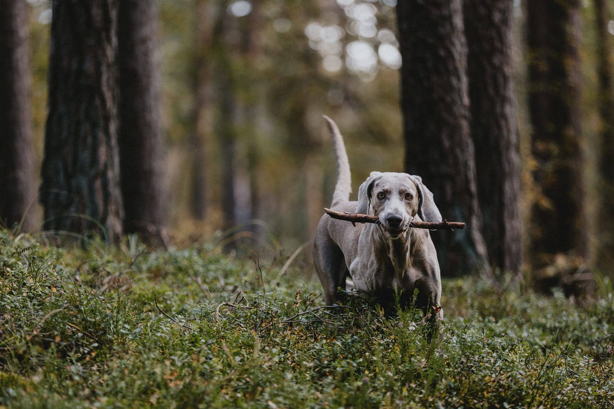 Veterinārā klīnika Veile